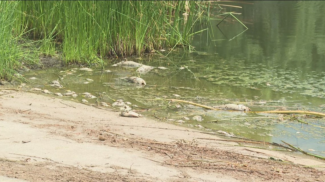 Dead fish wash up at Terry Day Pond | ktvb.com