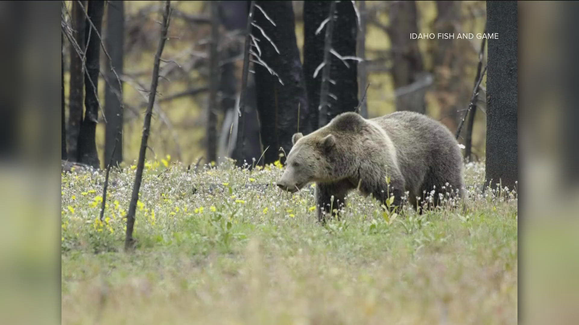US will keep protecting more than 2,000 Rocky Mountain grizzly bears ...