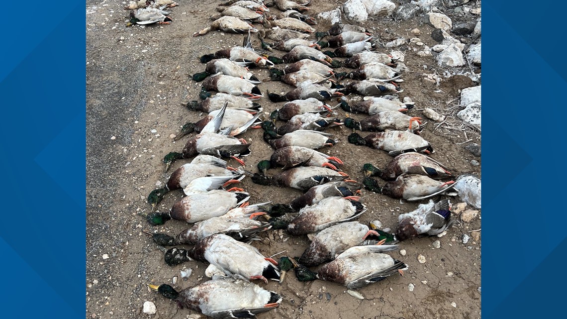 49 ducks found left to waste near Lake Lowell | ktvb.com