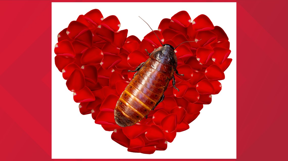 Name a cockroach at Zoo Boise | ktvb.com