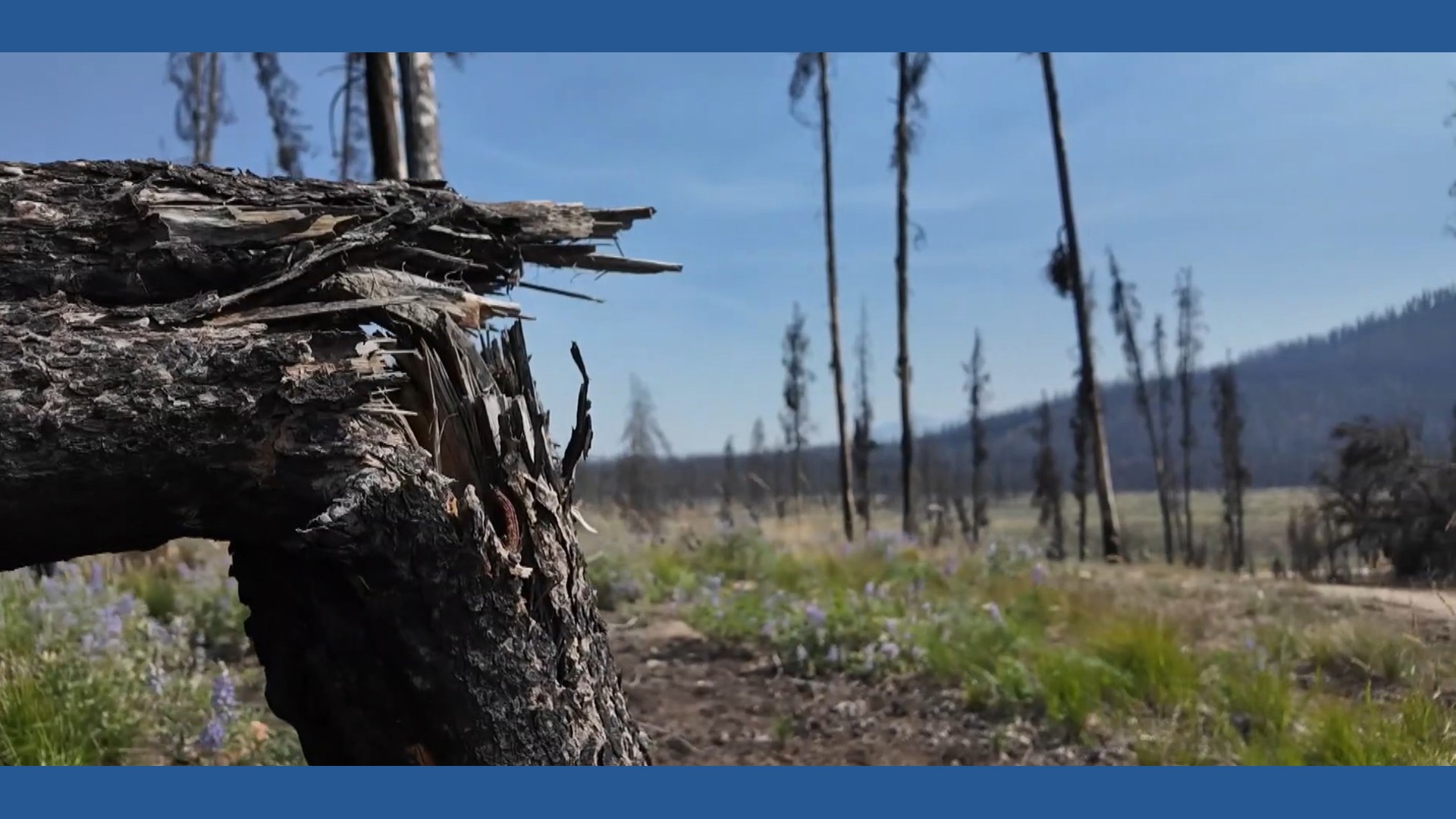 Sawtooth National Forest seeking public input for Wapiti Fire recovery ...