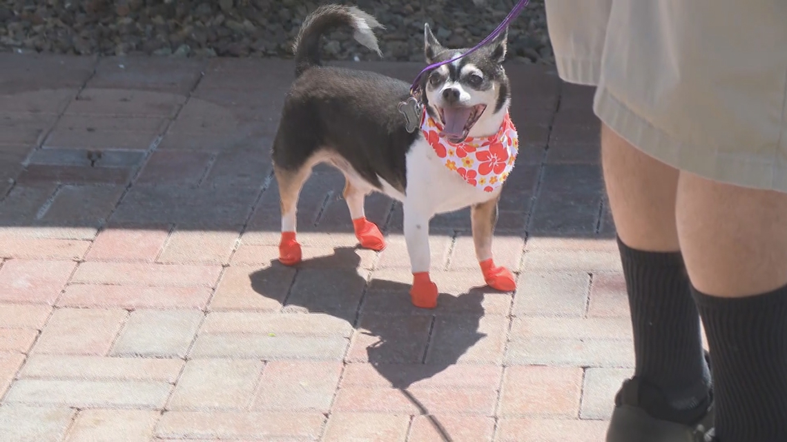 Keep pets cool: Tips from Idaho Humane Society | ktvb.com