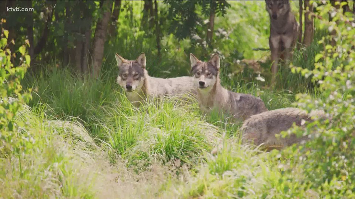 Montana curbs wolf hunt after 23 killed from Yellowstone | ktvb.com