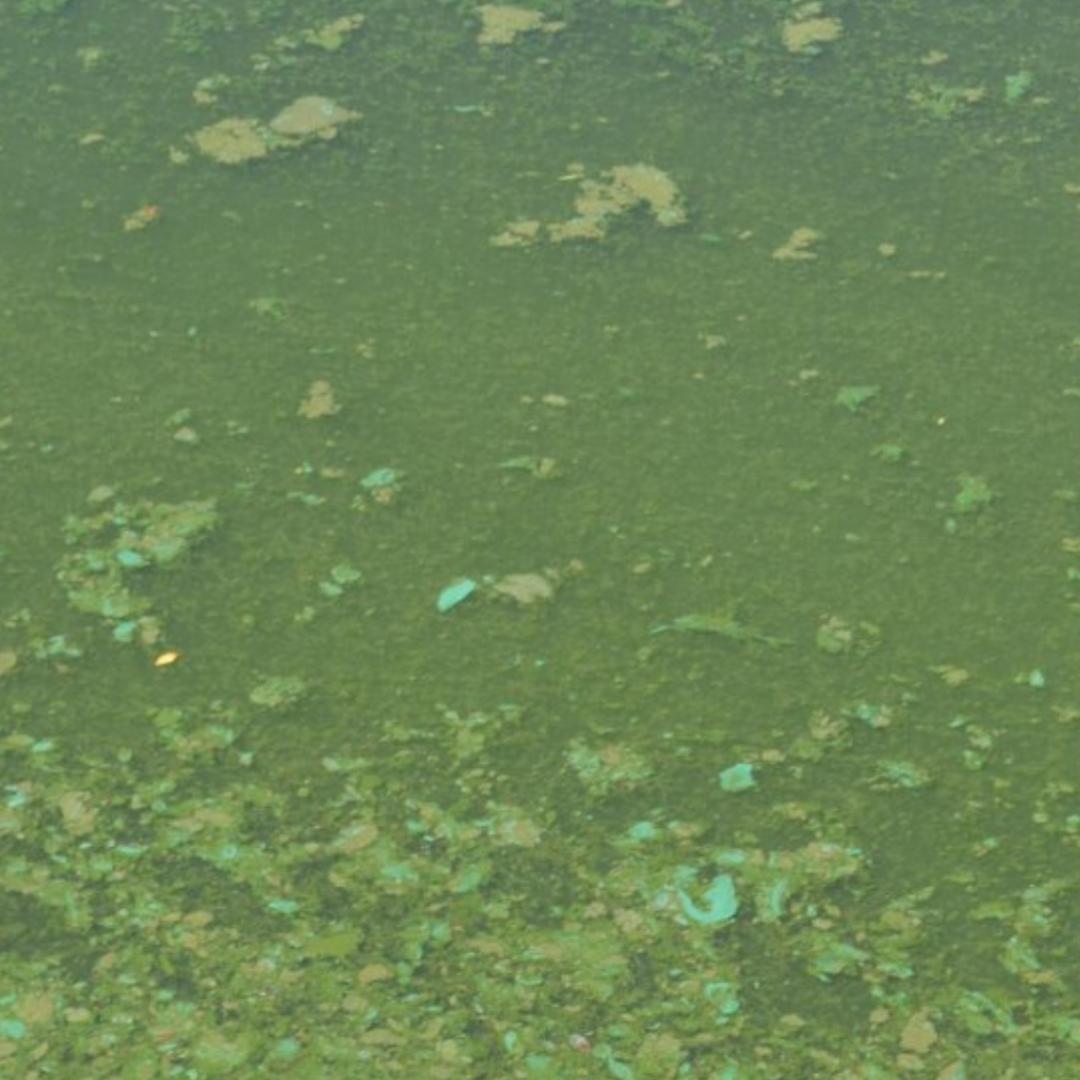 Health advisories issued for Lake Lowell, Van Wyck boat ramp on Lake ...