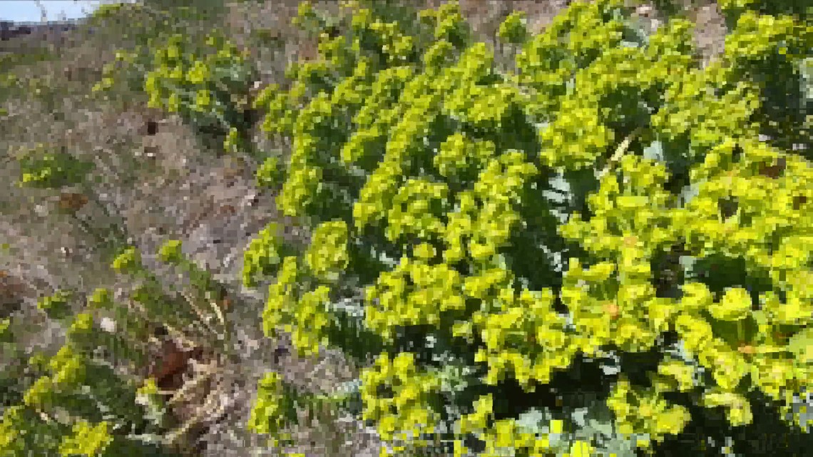 Hikers warned to be on the lookout for toxic plant on the trail | ktvb.com