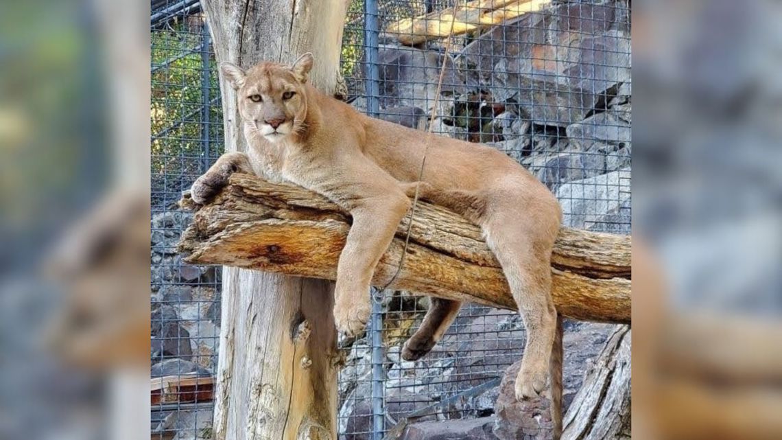 'Sorely missed': Pocatello's Zoo Idaho mourns loss of Sinbad the ...