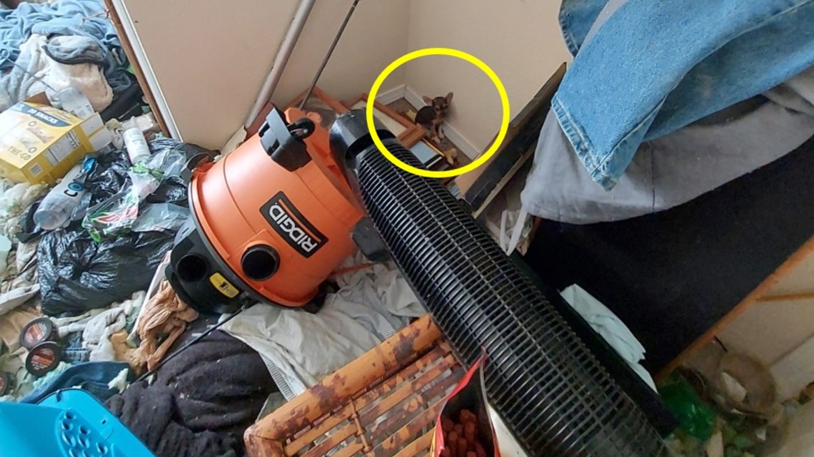 Humane Society rescues 18 chihuahuas after owner found dead | ktvb.com