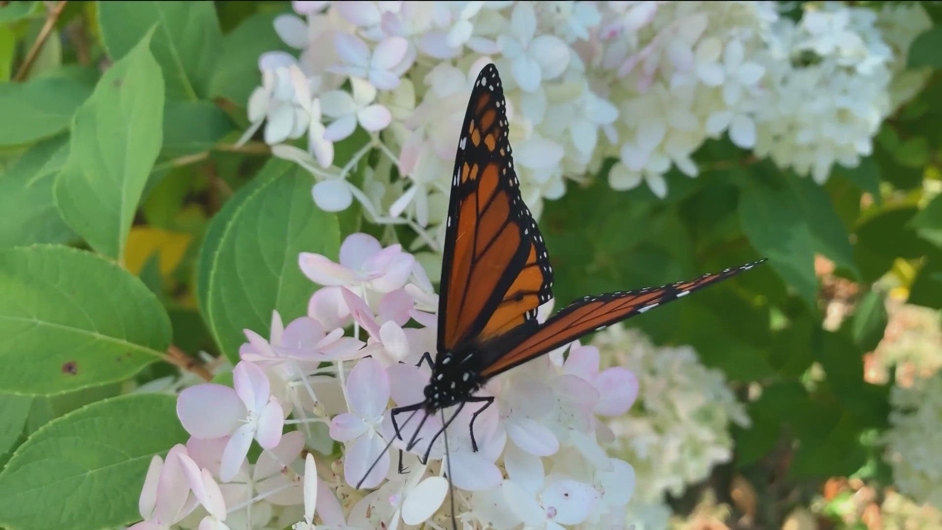 Monarchs start 3,000-mile journey amid climate threats | ktvb.com