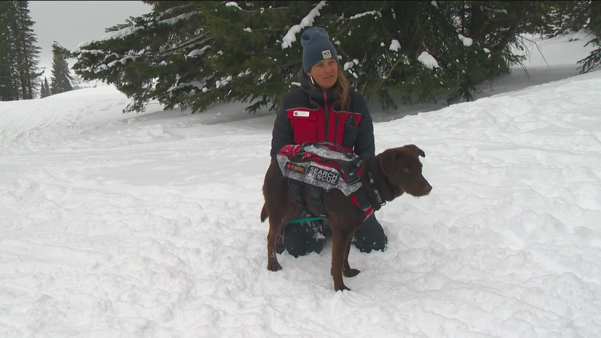 Avalanche dogs from various states train at Tamarack Resort | ktvb.com