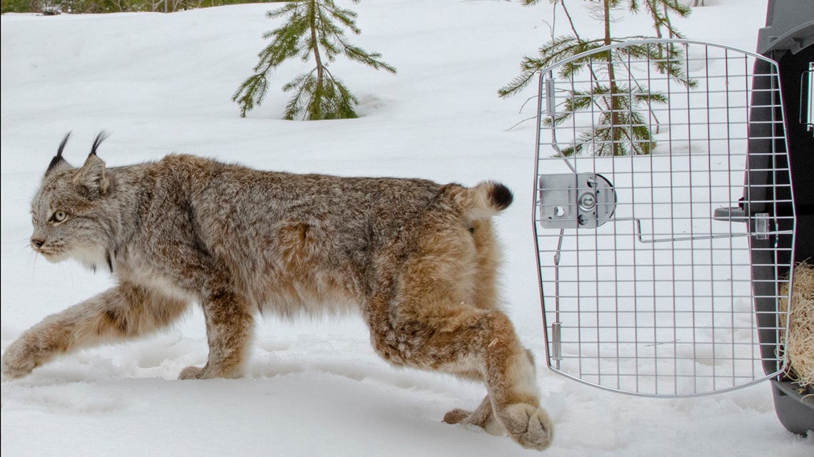 Canada lynx to keep species protections under legal deal | ktvb.com