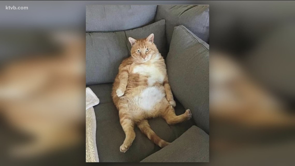 Boise cat struggles with diet after sneaking food from the neighbors ...