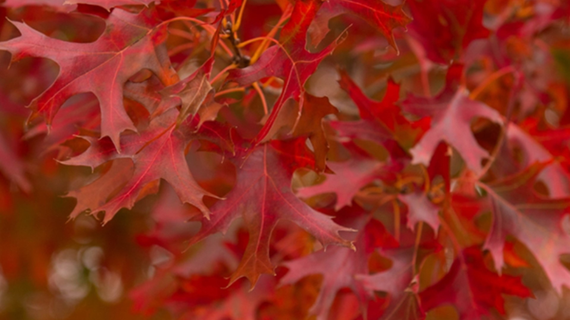 You Can Grow It: Why leaves change colors in Idaho | ktvb.com