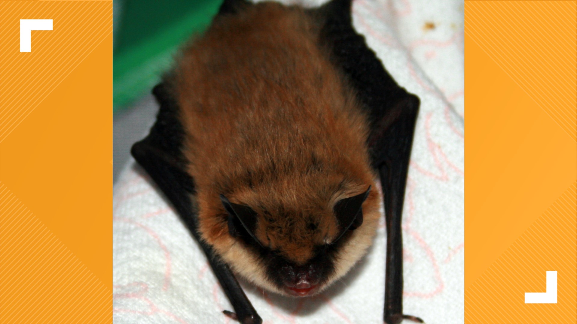 Rabid bat confirmed in Blaine County | ktvb.com