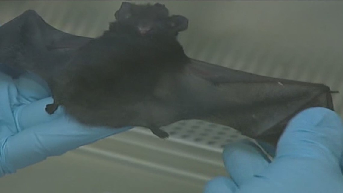 Idaho man died from rabies infection after exposure to bat | ktvb.com