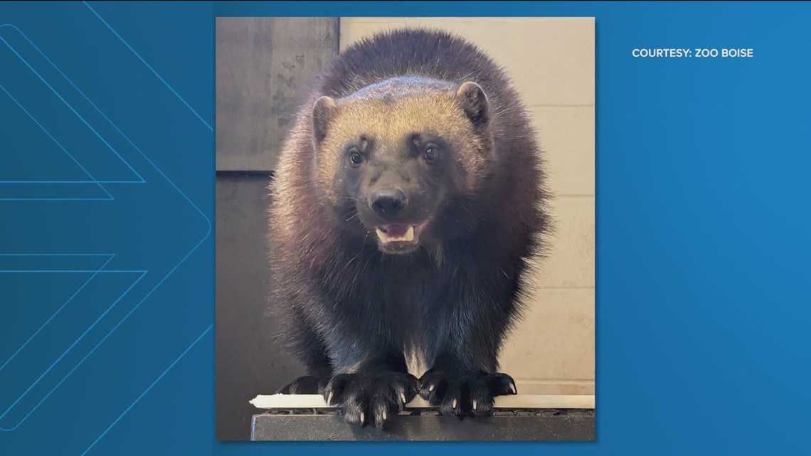 Zoo Boise adds rare Idaho predator to family | ktvb.com