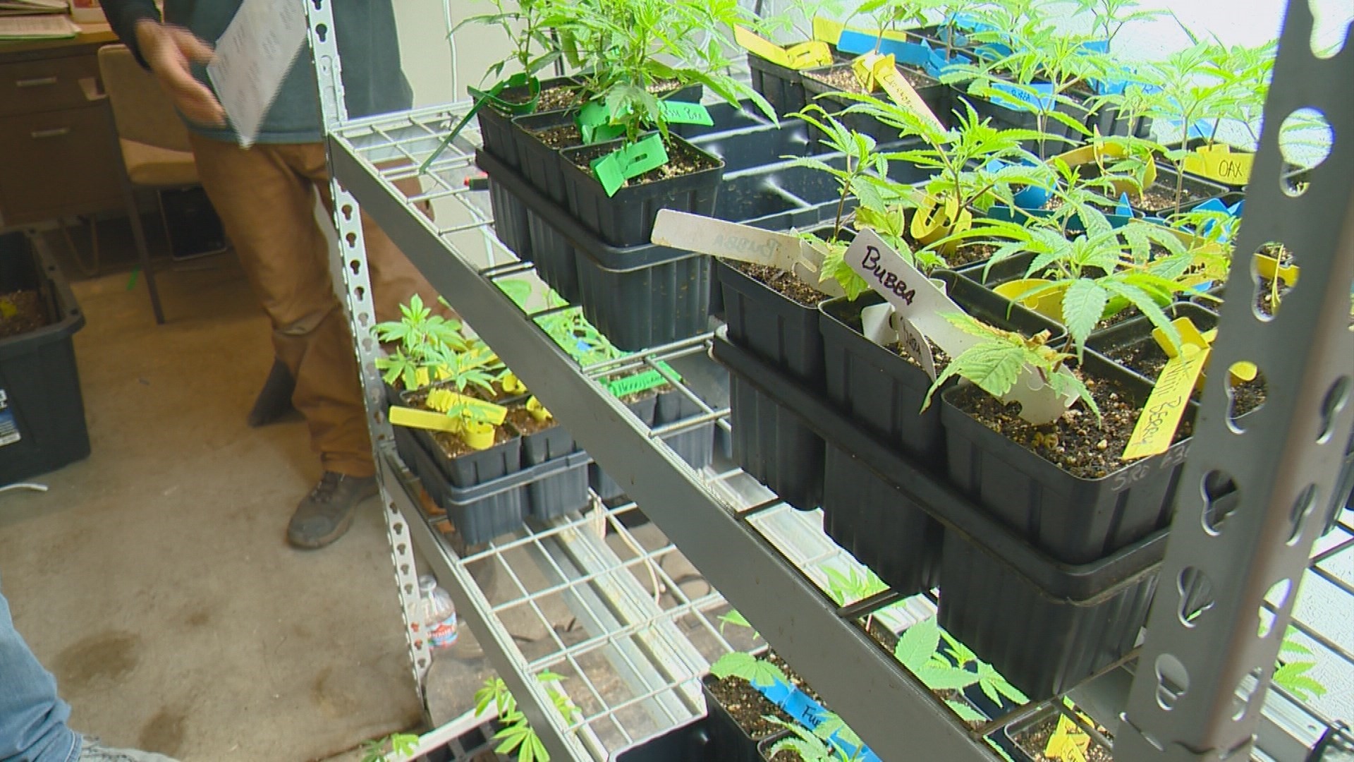 Peek inside a legal pot farm 30 minutes from the Idaho border | ktvb.com