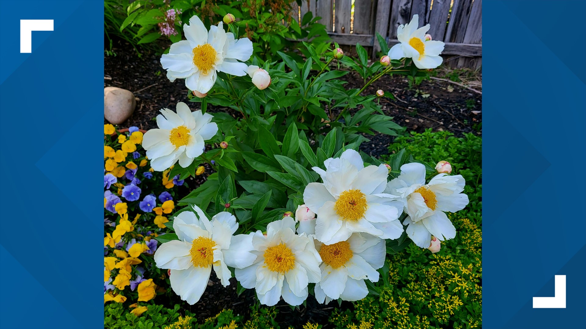 You Can Grow It: Featuring Idahoans' stunning photos for National ...