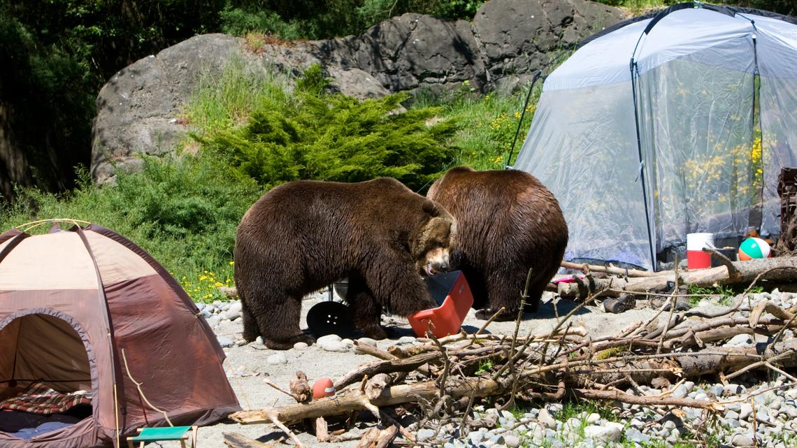 Don't be un-bear-able. Be 'Bear Aware' to avoid attracting bears coming out of hibernation ...