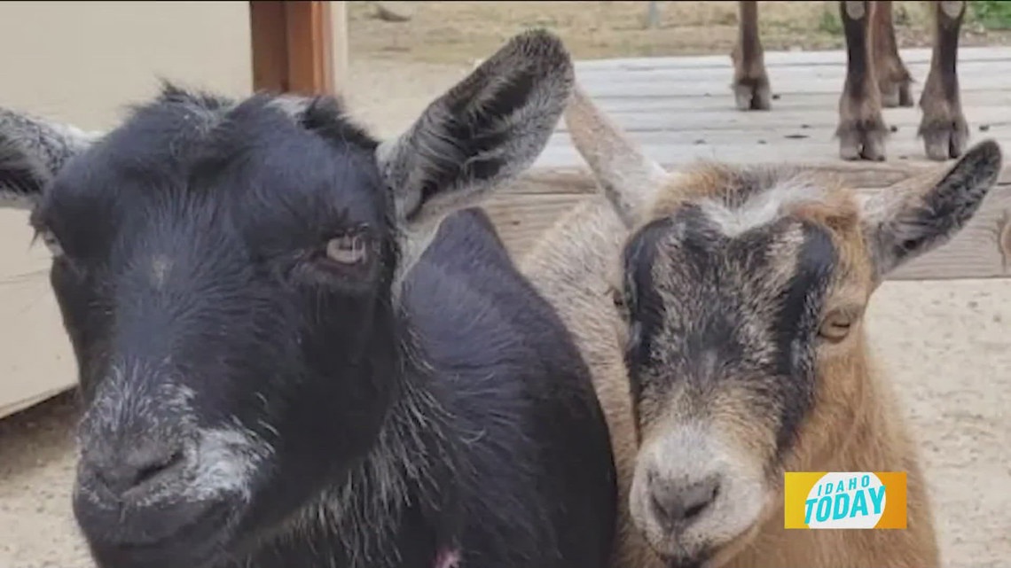 Goats Can Help Kids Set Boundaries | ktvb.com