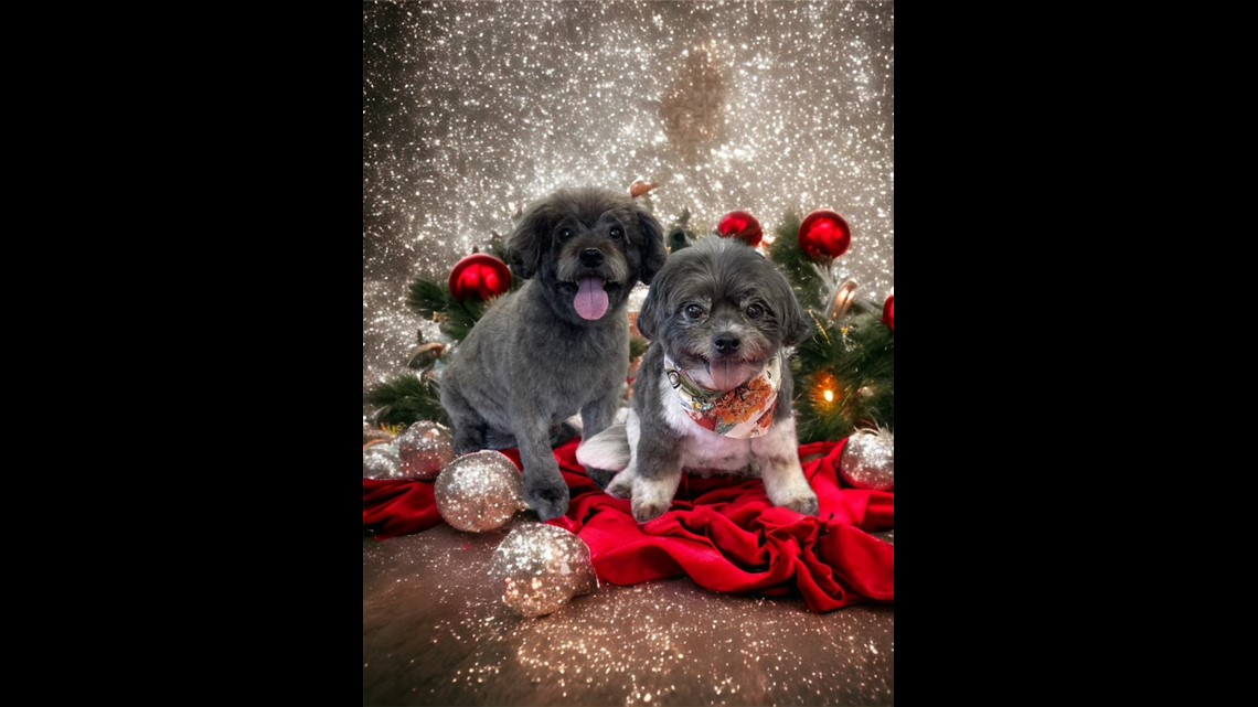 'Tour For Life' adoption event coming to Idaho Humane Society | ktvb.com