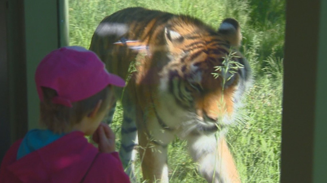 Zoo Boise's newest tiger makes her debut during Zoo Daze | ktvb.com