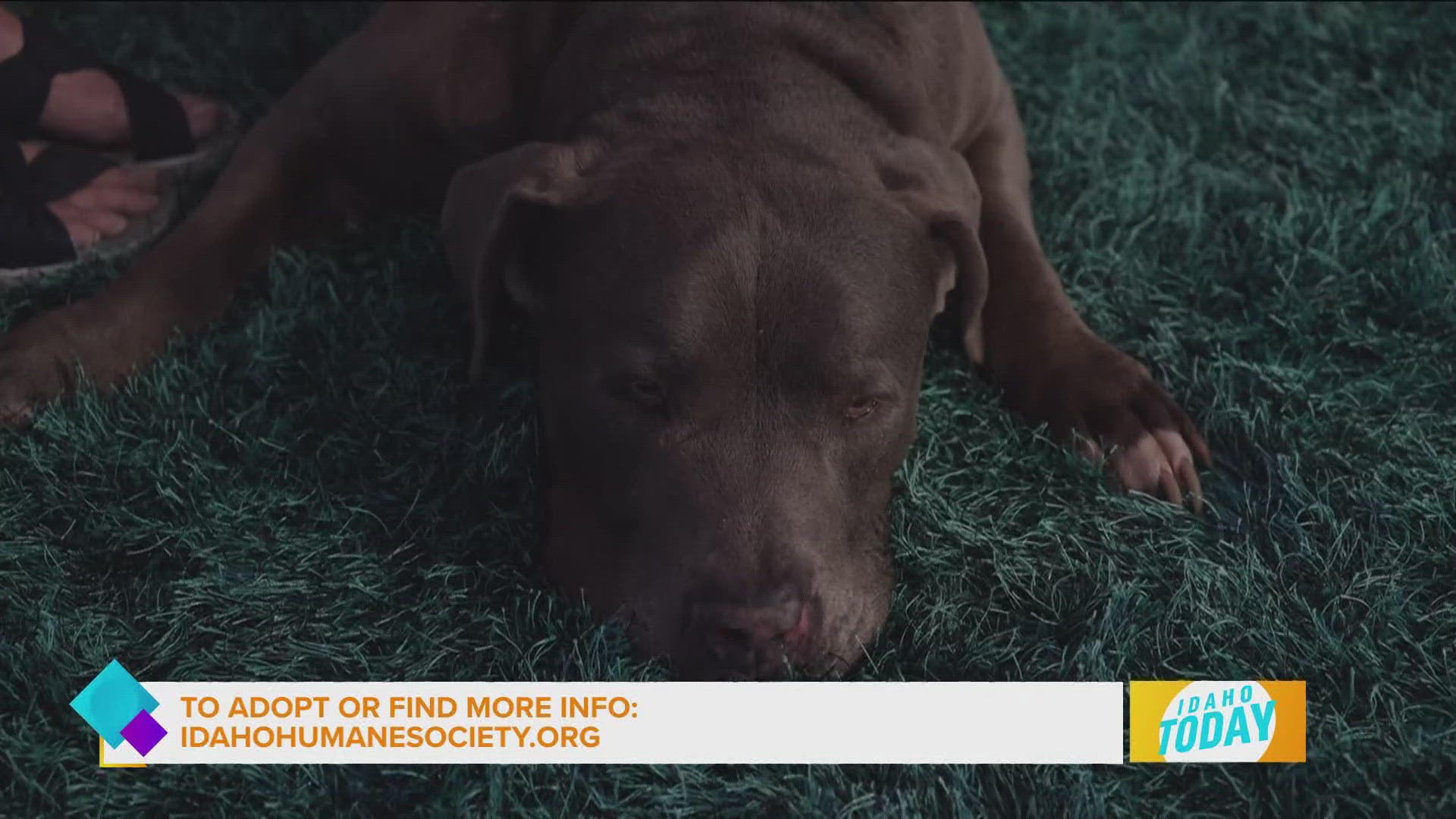 James (Bond) was so chill in our studio that he fell asleep | ktvb.com
