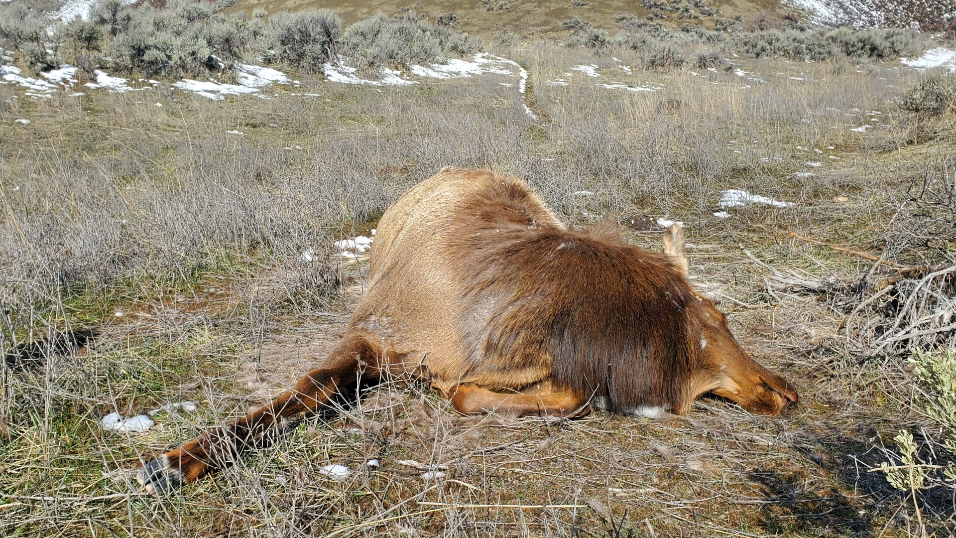5 elk shot, left to rot in southwest Idaho | ktvb.com