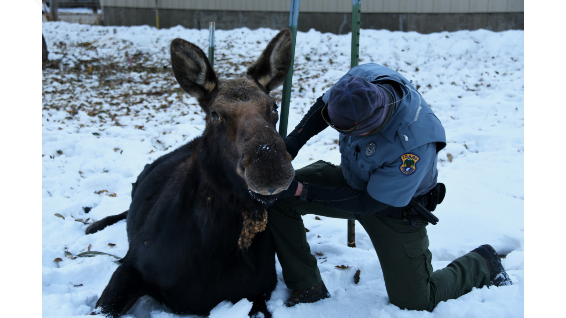Fish and Game biologists capture, treat sick moose in Hailey | ktvb.com