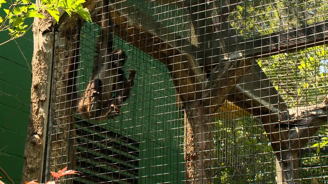 Zoo Boise's spider monkey believed to be one of the oldest alive | ktvb.com