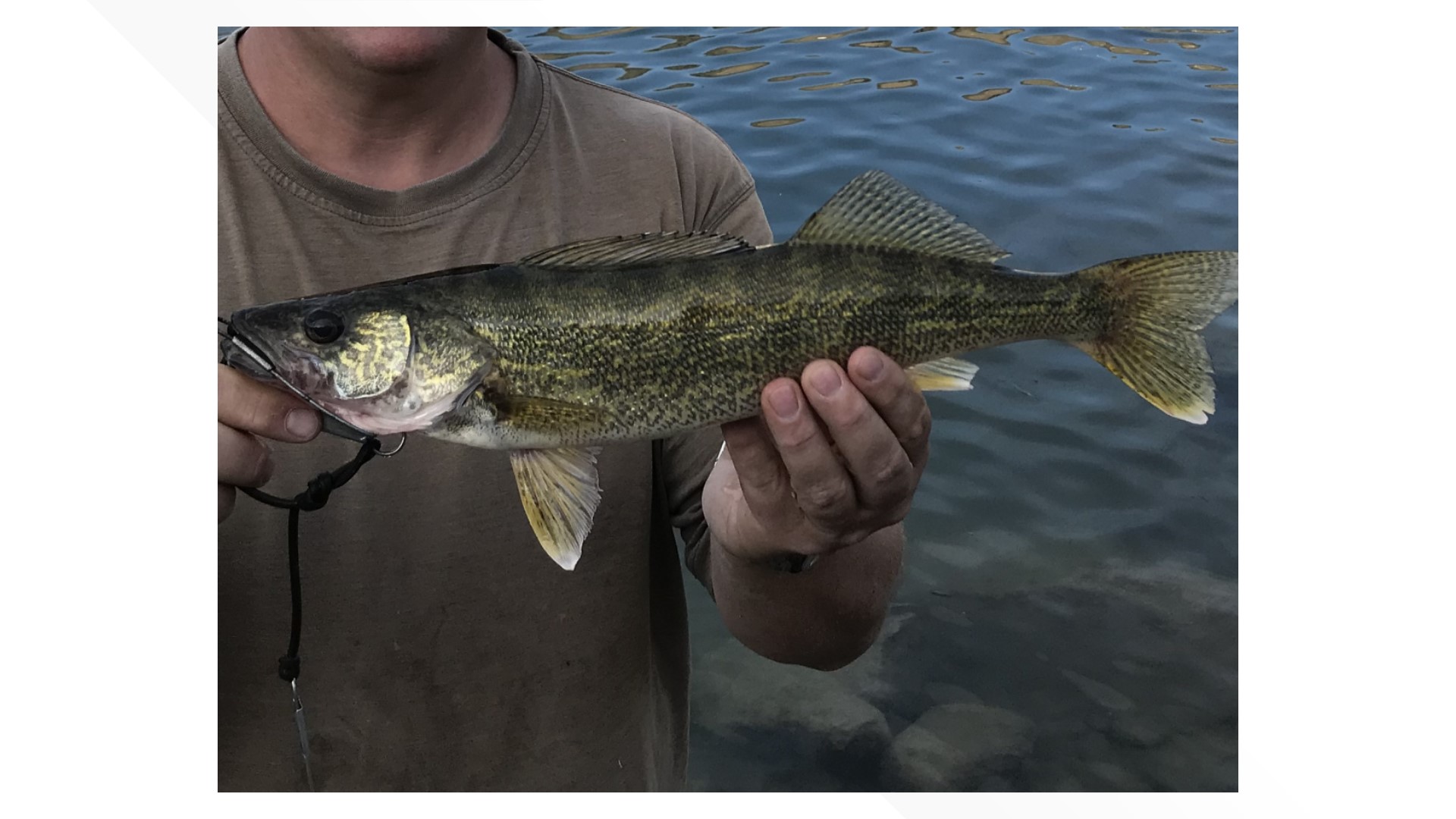 Walleye found in Snake River near Swan Falls | ktvb.com