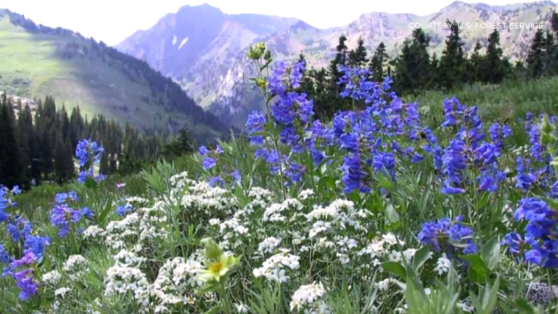 KTVB You Can Grow It: Idaho wildflowers blooming in mountains | ktvb.com