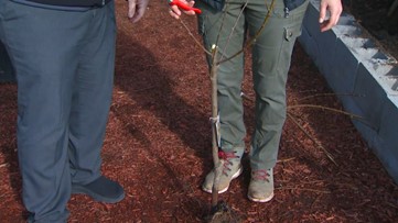 You Can Grow It: Advantages of planting bare root trees | ktvb.com