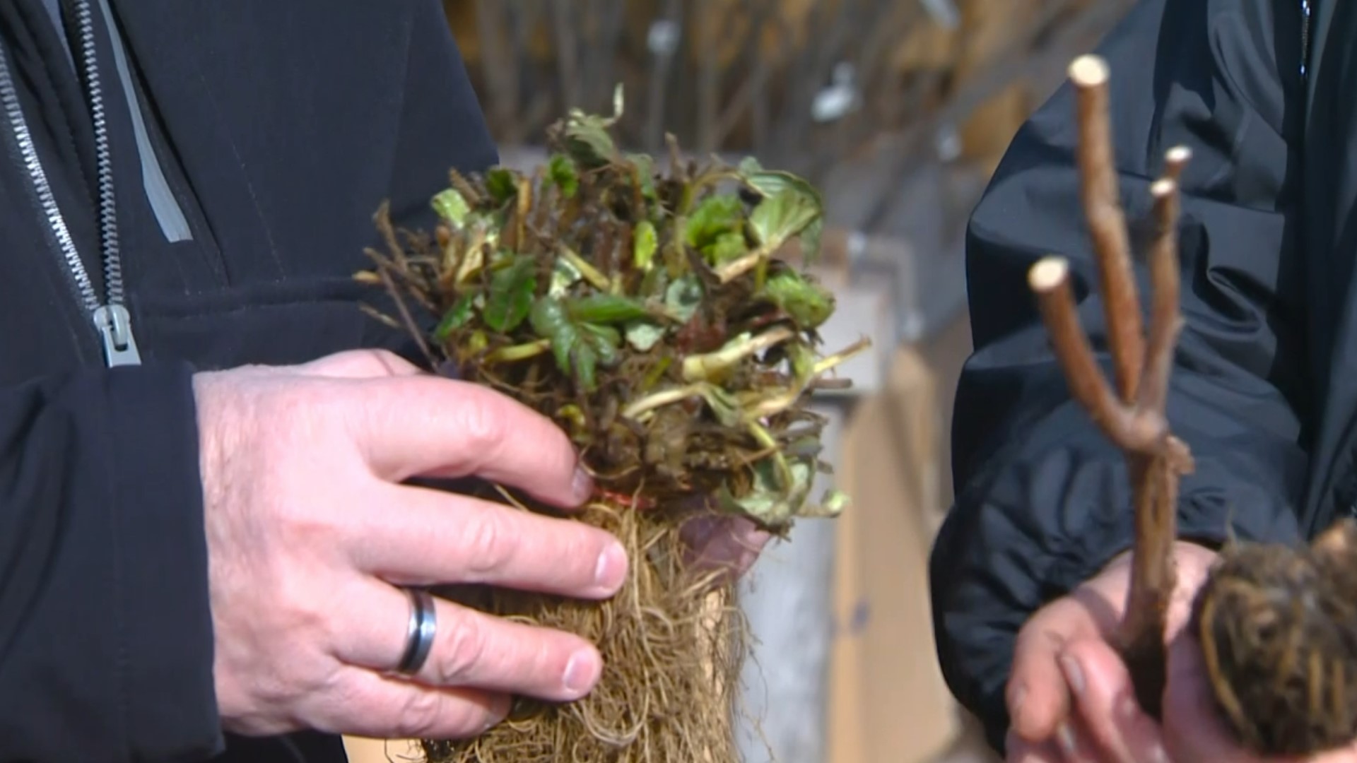 You Can Grow It: Advantages of planting bare root trees | ktvb.com
