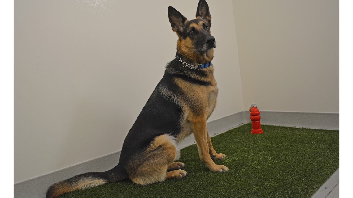 Boise Airport to add nursing area, service animal restroom | ktvb.com