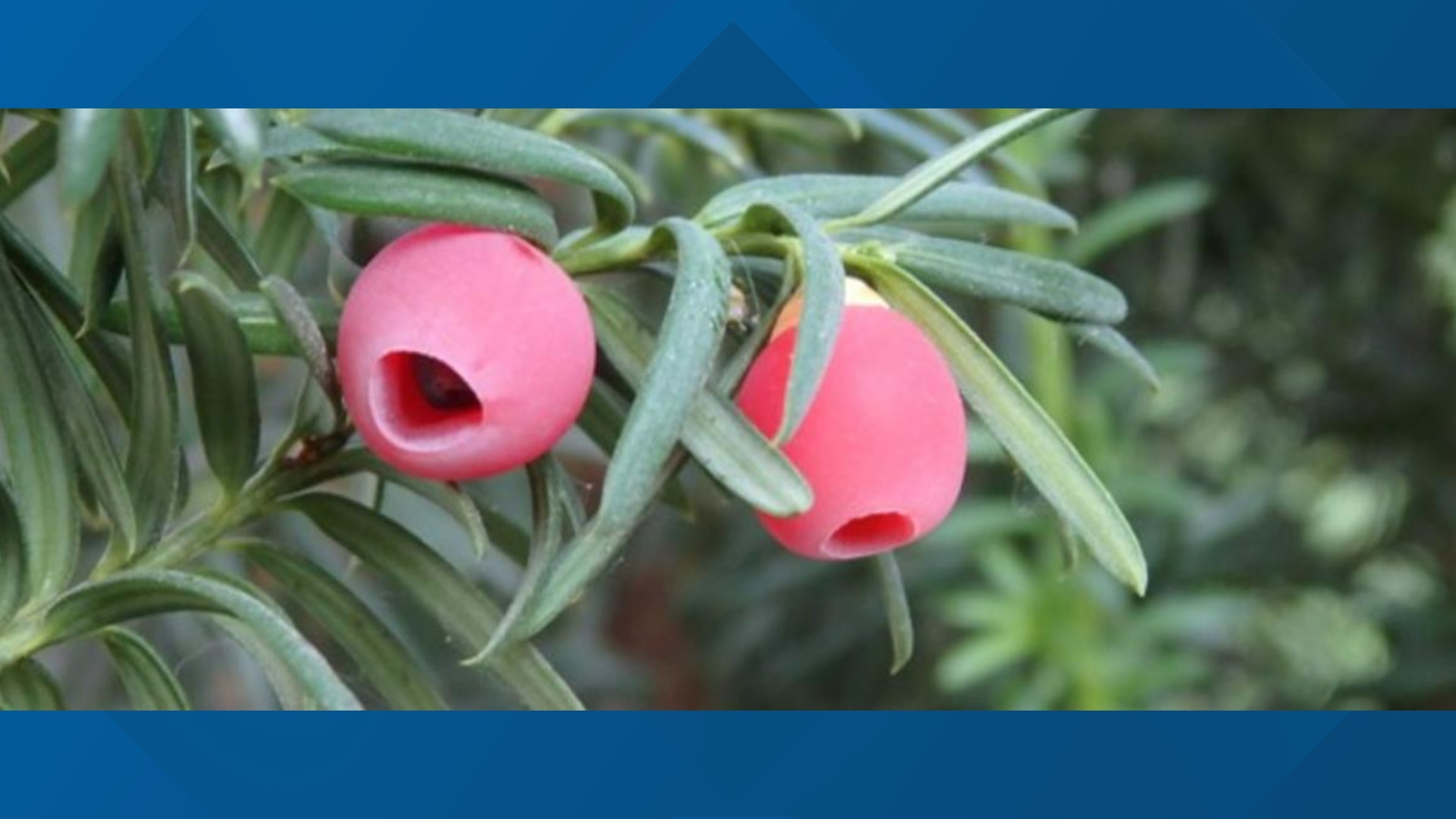 Ornamental yew found in Blaine County despite prohibition due to ...