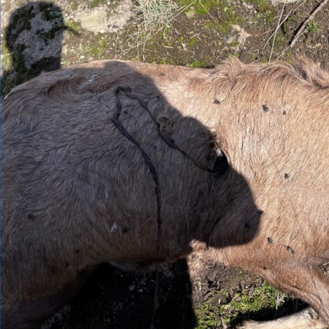IDFG seeks info on poached bighorn sheep left to waste near Riggins ...