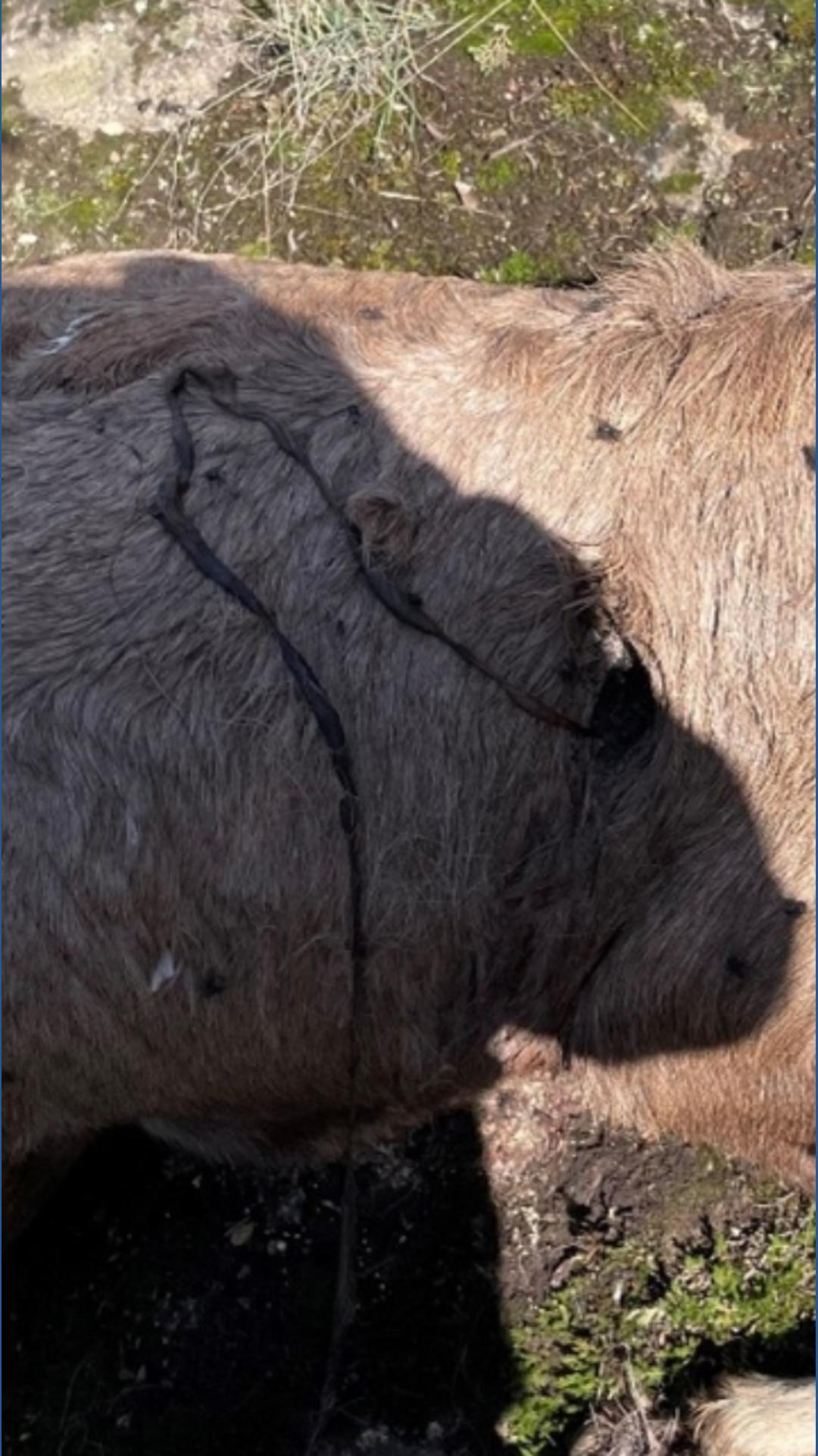 IDFG seeks info on poached bighorn sheep left to waste near Riggins ...
