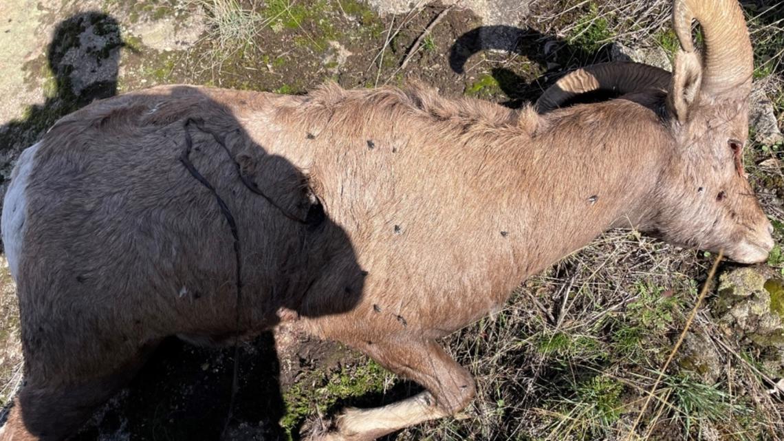 IDFG seeks info on poached bighorn sheep left to waste near Riggins ...