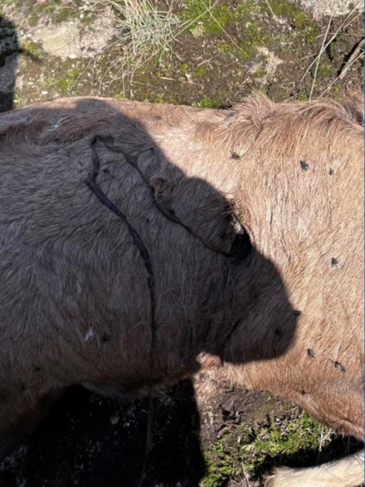 IDFG seeks info on poached bighorn sheep left to waste near Riggins ...