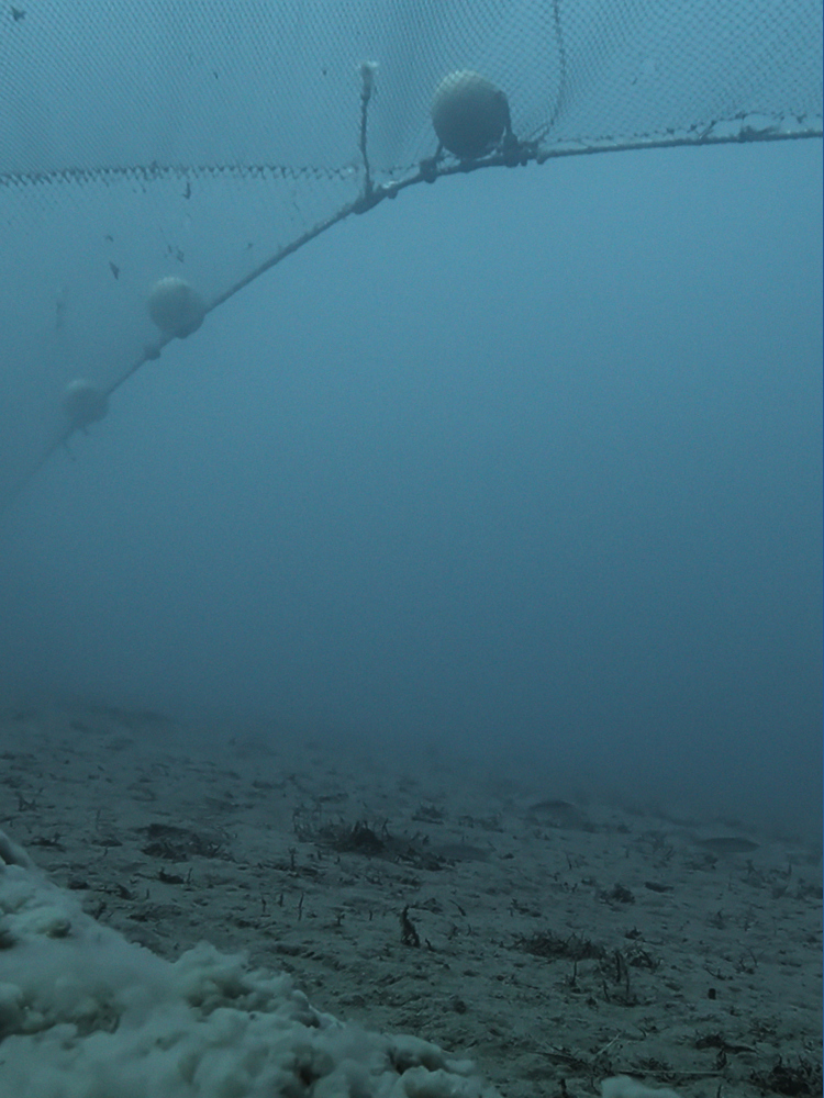 Trawling's devastating effects featured in 'Ocean With David ...