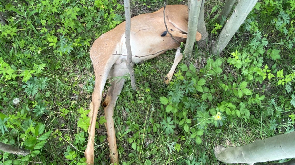 Mule deer bucks shot and left to waste in Madison County | ktvb.com