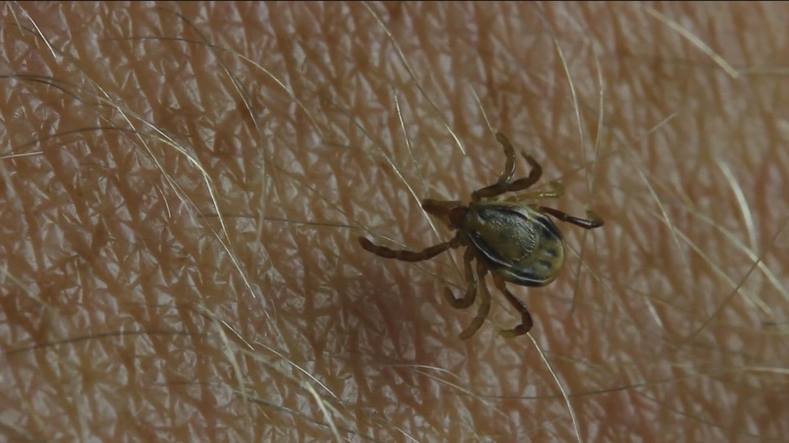 North Shore Lodge officials issue warning of ticks carrying Rocky ...