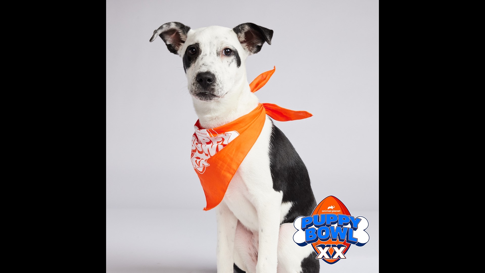 Puppy Bowl celebrates 20 years, 'rufferee' Dan Schachner on all the ...