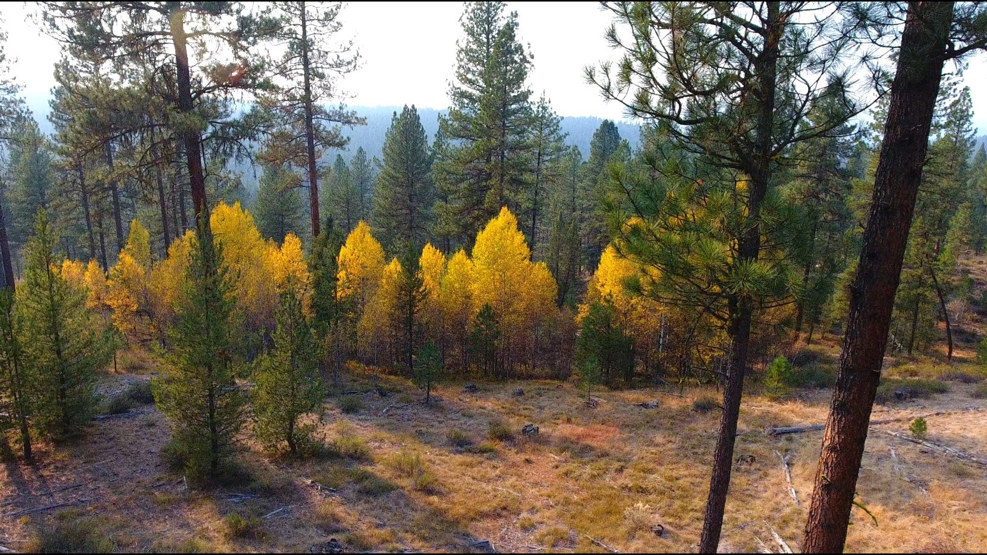 Boise National Forest burning debris piles for a few weeks | ktvb.com