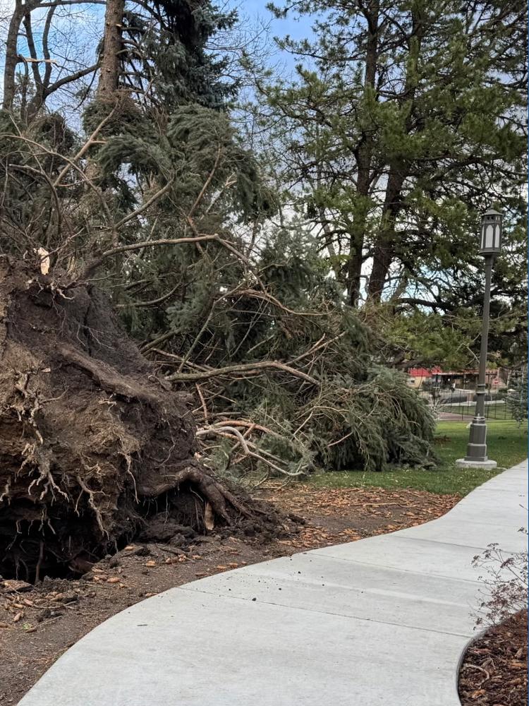 Historic trees at UI planted by former U.S. Presidents damaged in ...