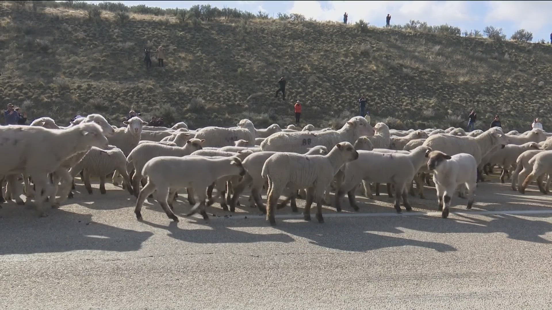 Idaho's notorious spring sheep crossing returns again on Friday | ktvb.com