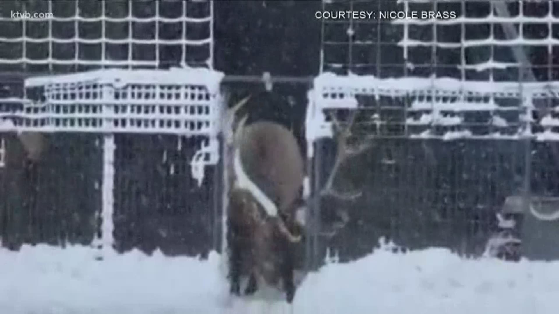 Herd of elk getting into livestock feed in Hailey | ktvb.com