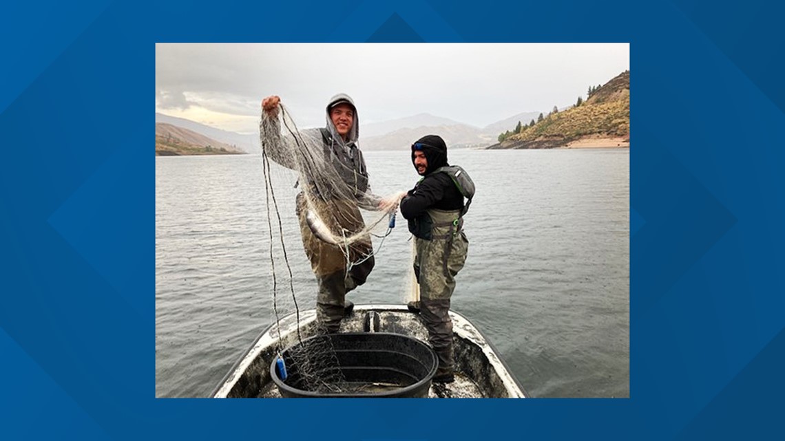 Anderson Ranch Reservoir showing signs of kokanee improvement | ktvb.com
