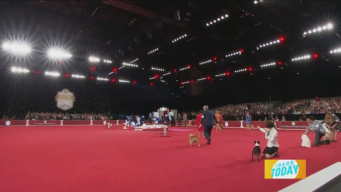 These dogs know how to strut their stuff | ktvb.com