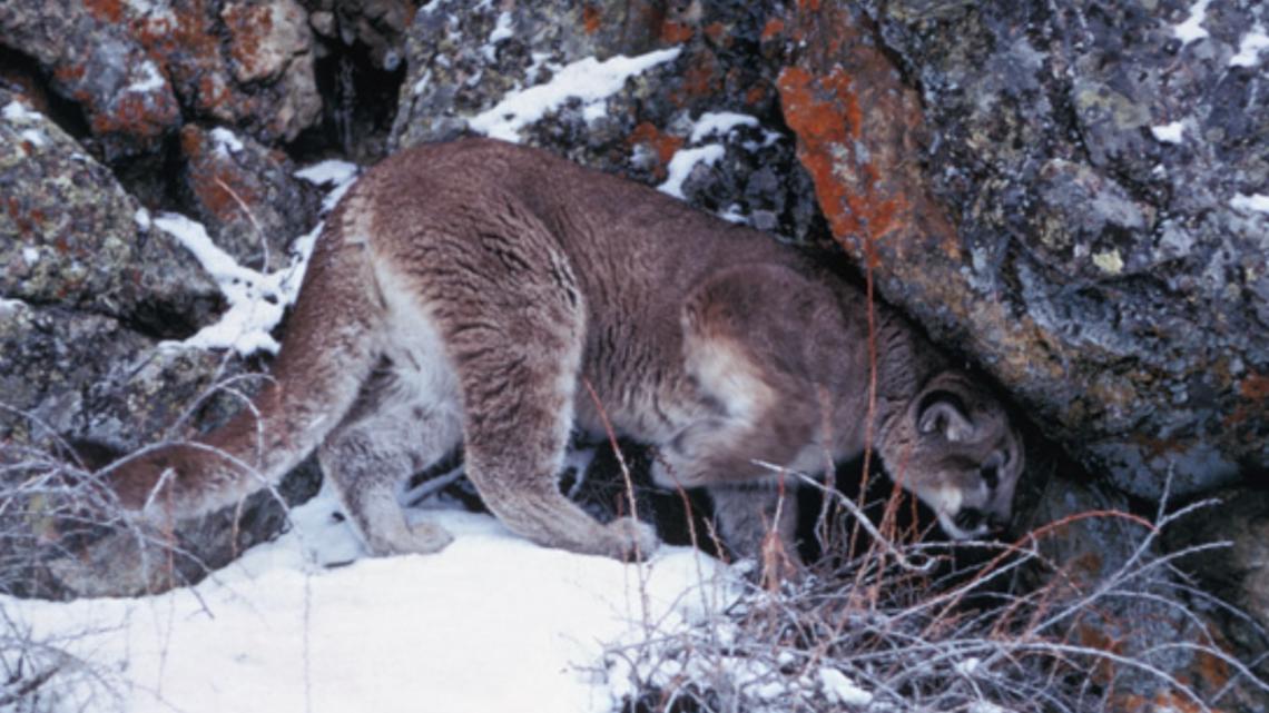 Mountain lion euthanized after killing goats near Pocatello home | ktvb.com